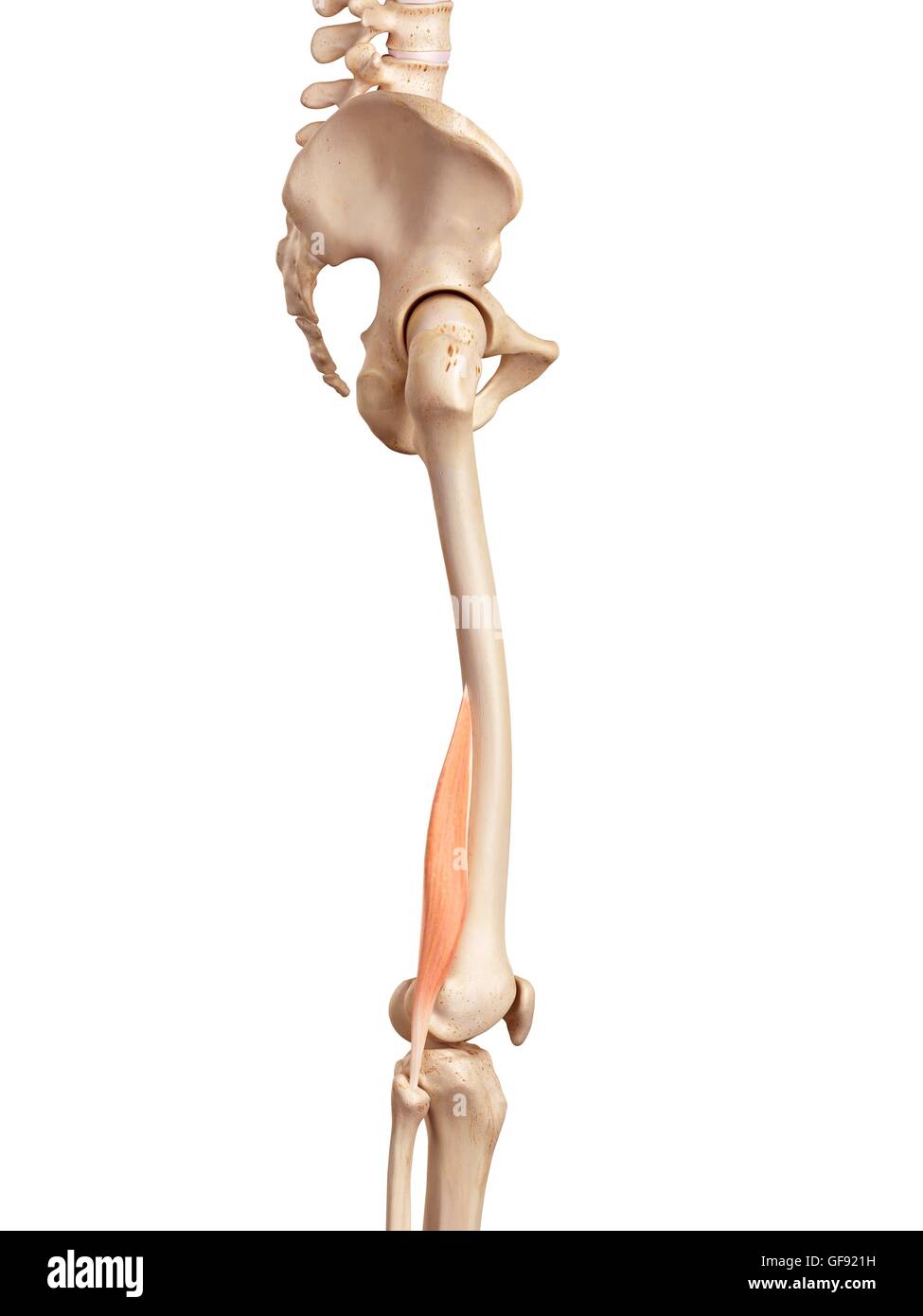 Human muscles of the upper leg, illustration Stock Photo - Alamy