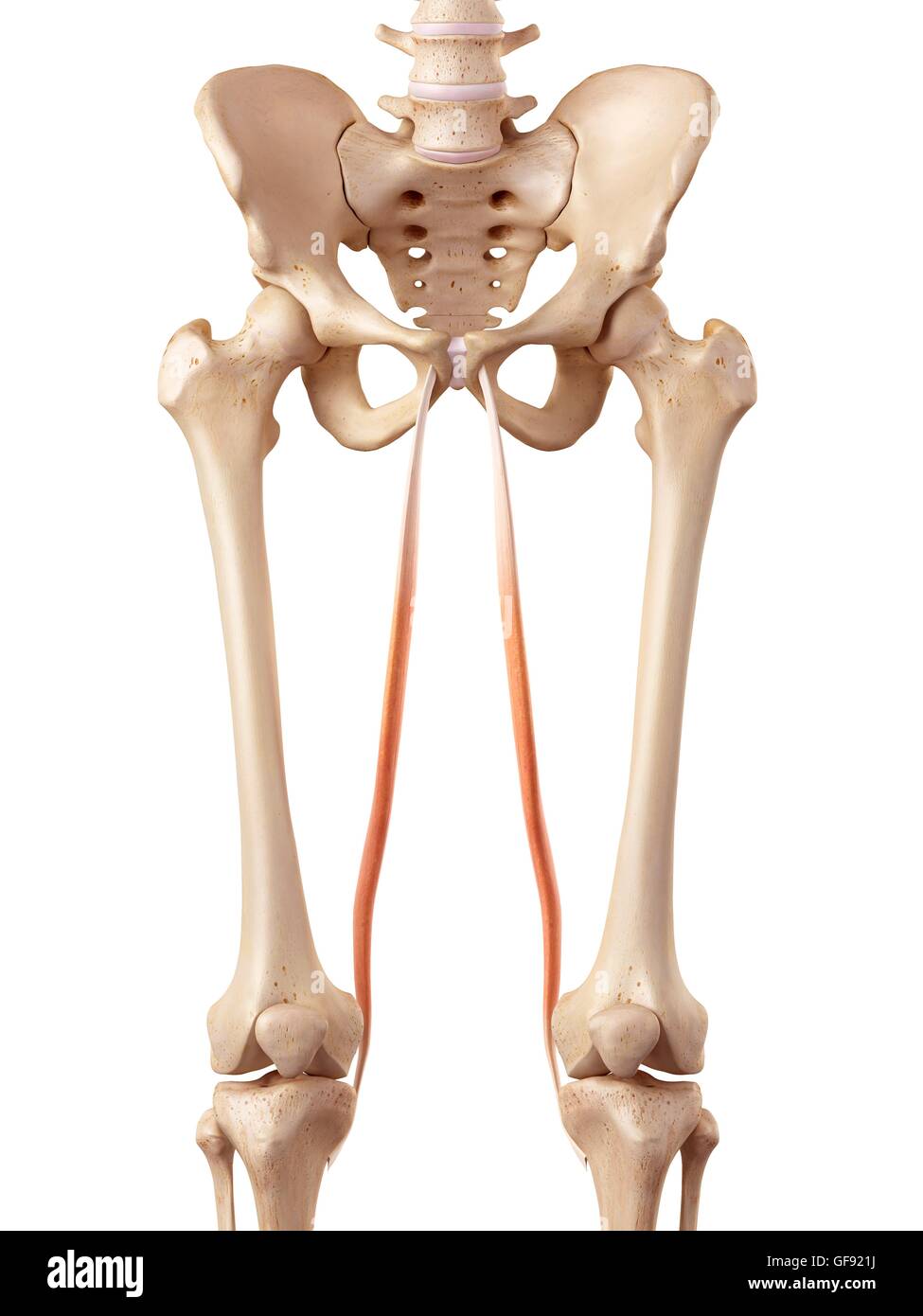 Human upper leg muscles hi-res stock photography and images - Alamy