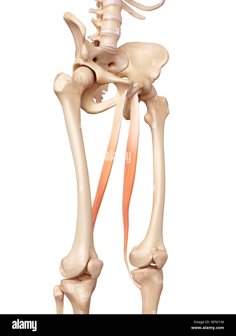 Human muscles of the upper leg, illustration Stock Photo - Alamy