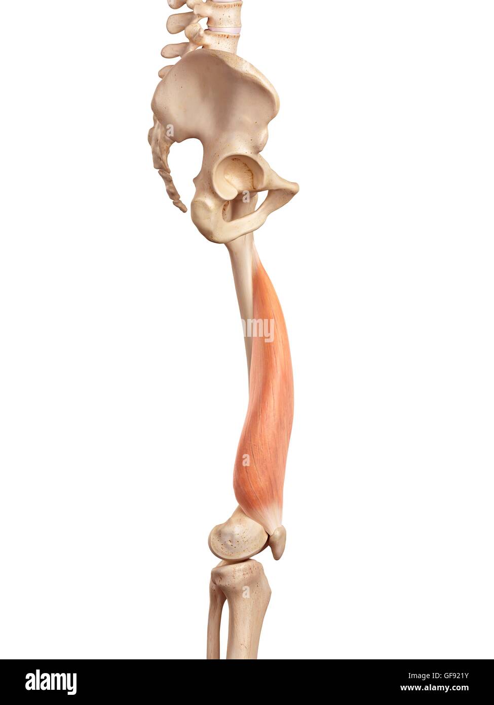 Side of leg anatomical muscles hi-res stock photography and images - Alamy