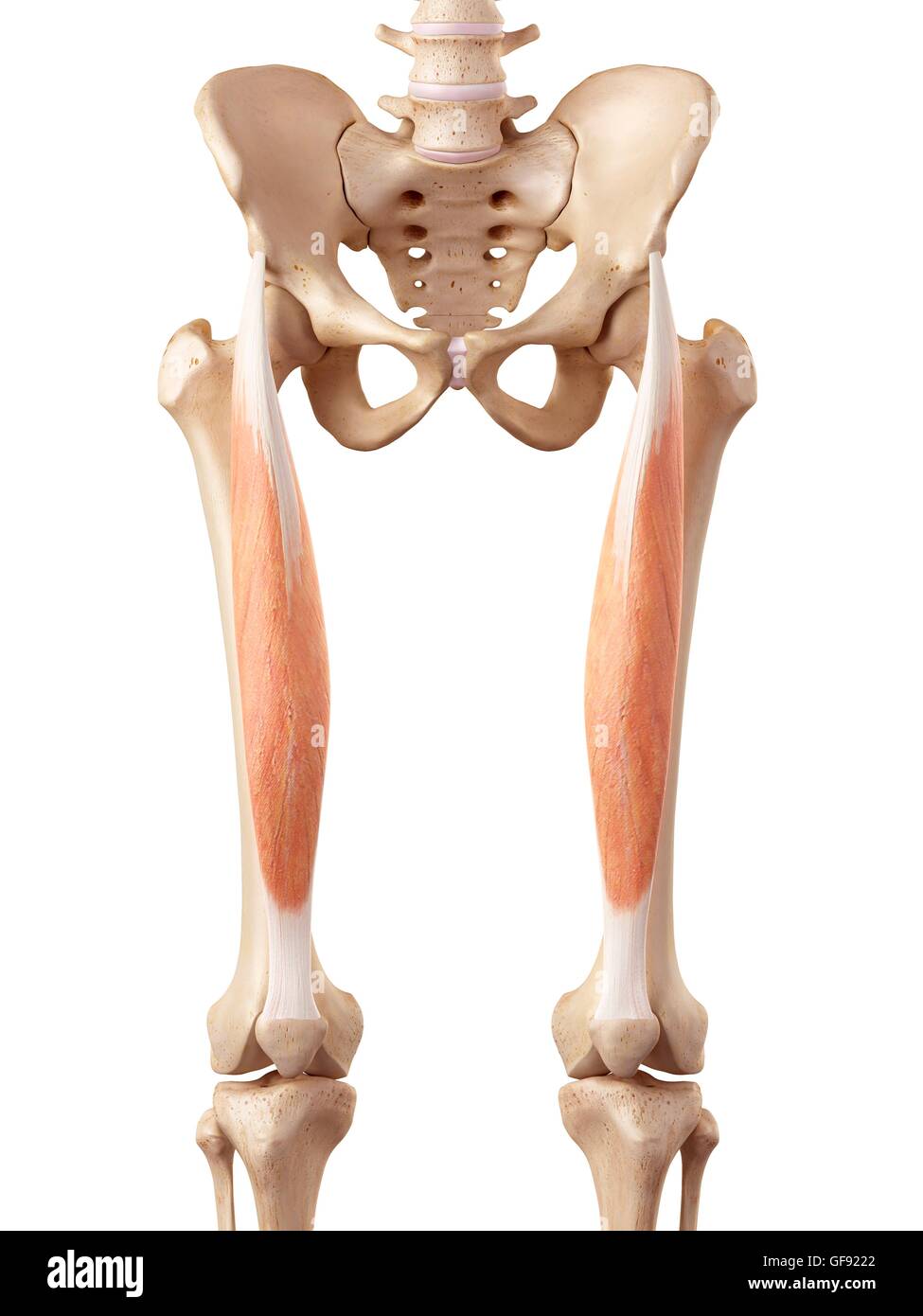 Human muscles of the upper leg, illustration Stock Photo - Alamy