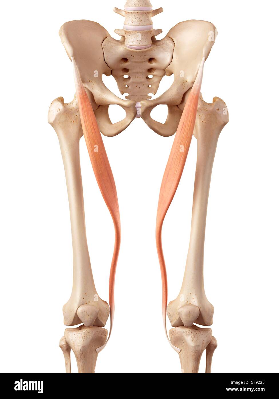 Human upper leg muscles hi-res stock photography and images - Alamy