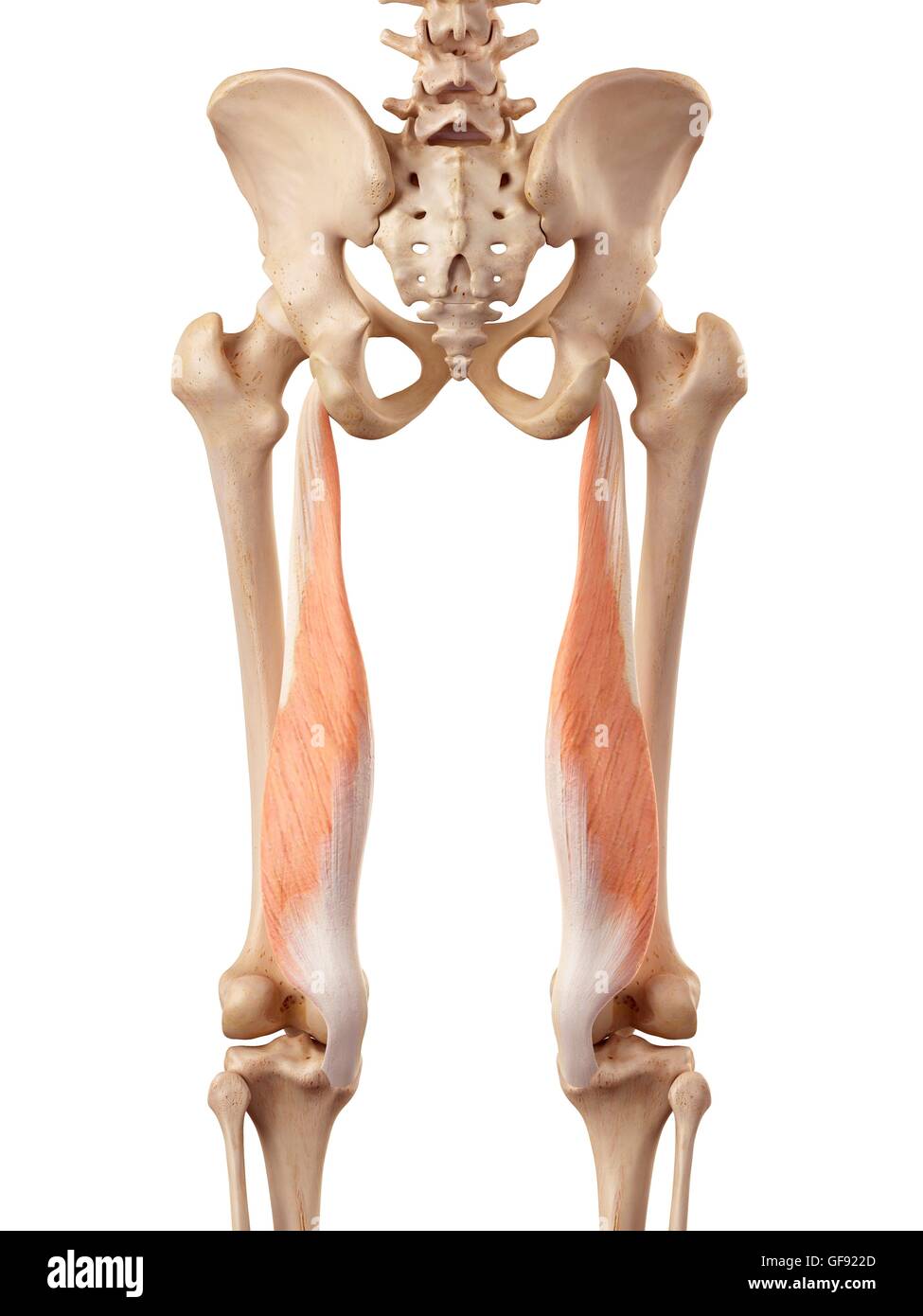 Human muscles of the upper leg, illustration Stock Photo - Alamy