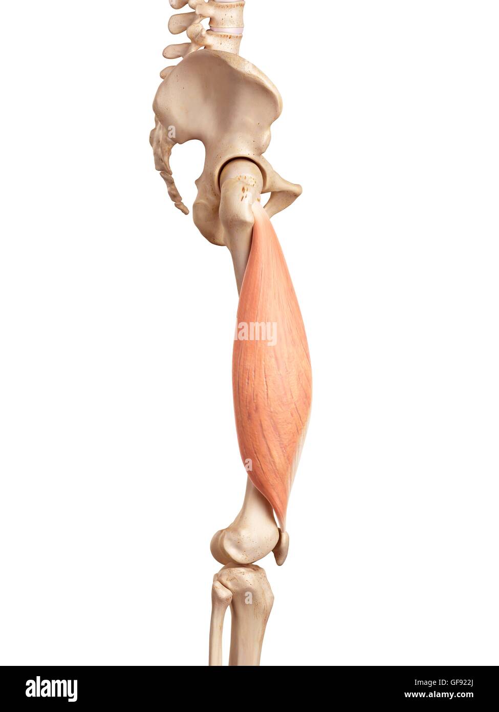 Side of leg anatomical muscles hi-res stock photography and images - Alamy