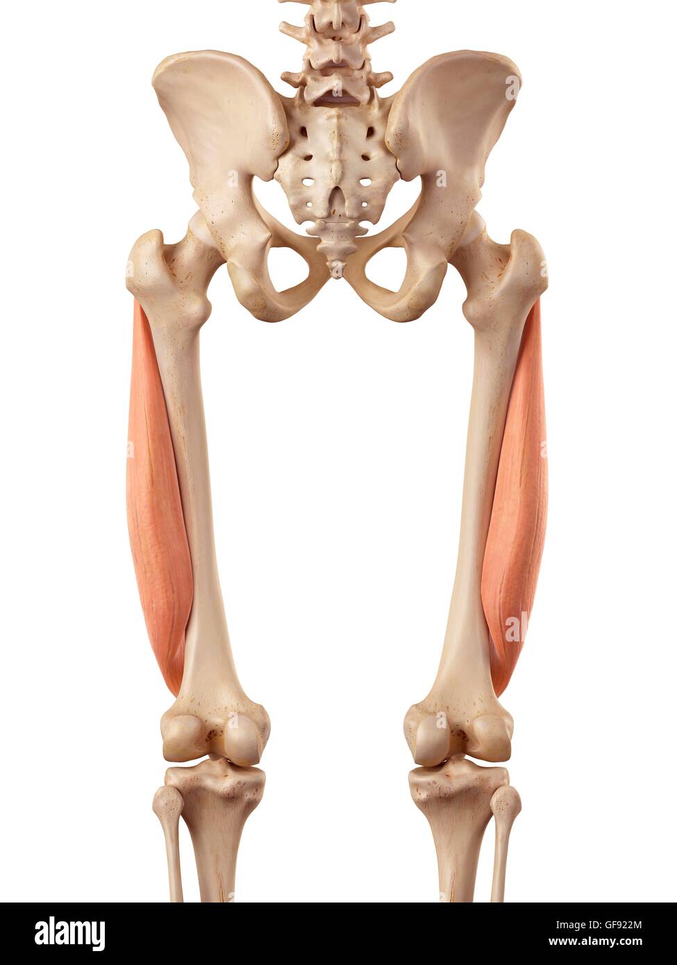 Human muscles of the upper leg, illustration Stock Photo - Alamy