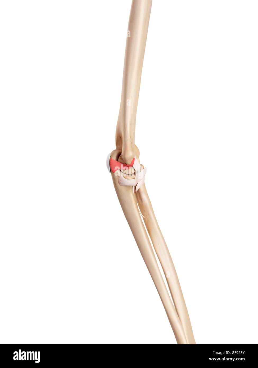 Ulna collateral ligament anterior hi-res stock photography and images ...