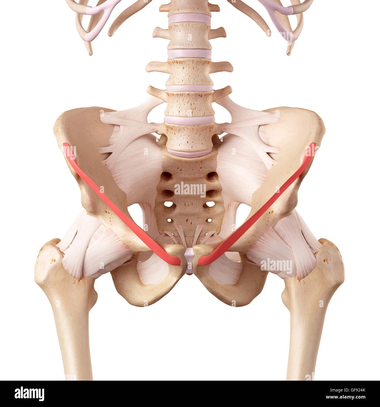 Inguinal Ligament In Women