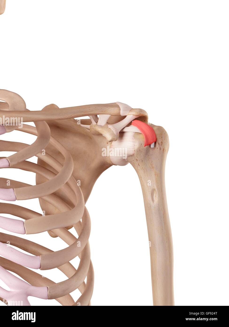 Transverse humeral ligament hi-res stock photography and images - Alamy