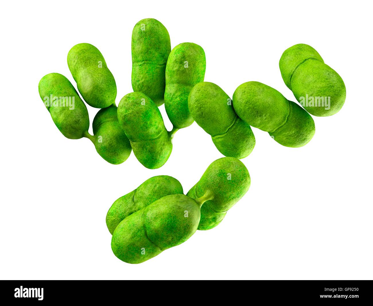 Listeria bacteria hi-res stock photography and images - Alamy