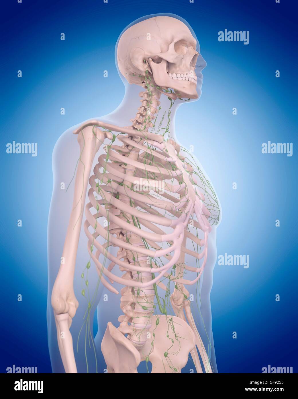 Human lymphatic system, illustration Stock Photo - Alamy