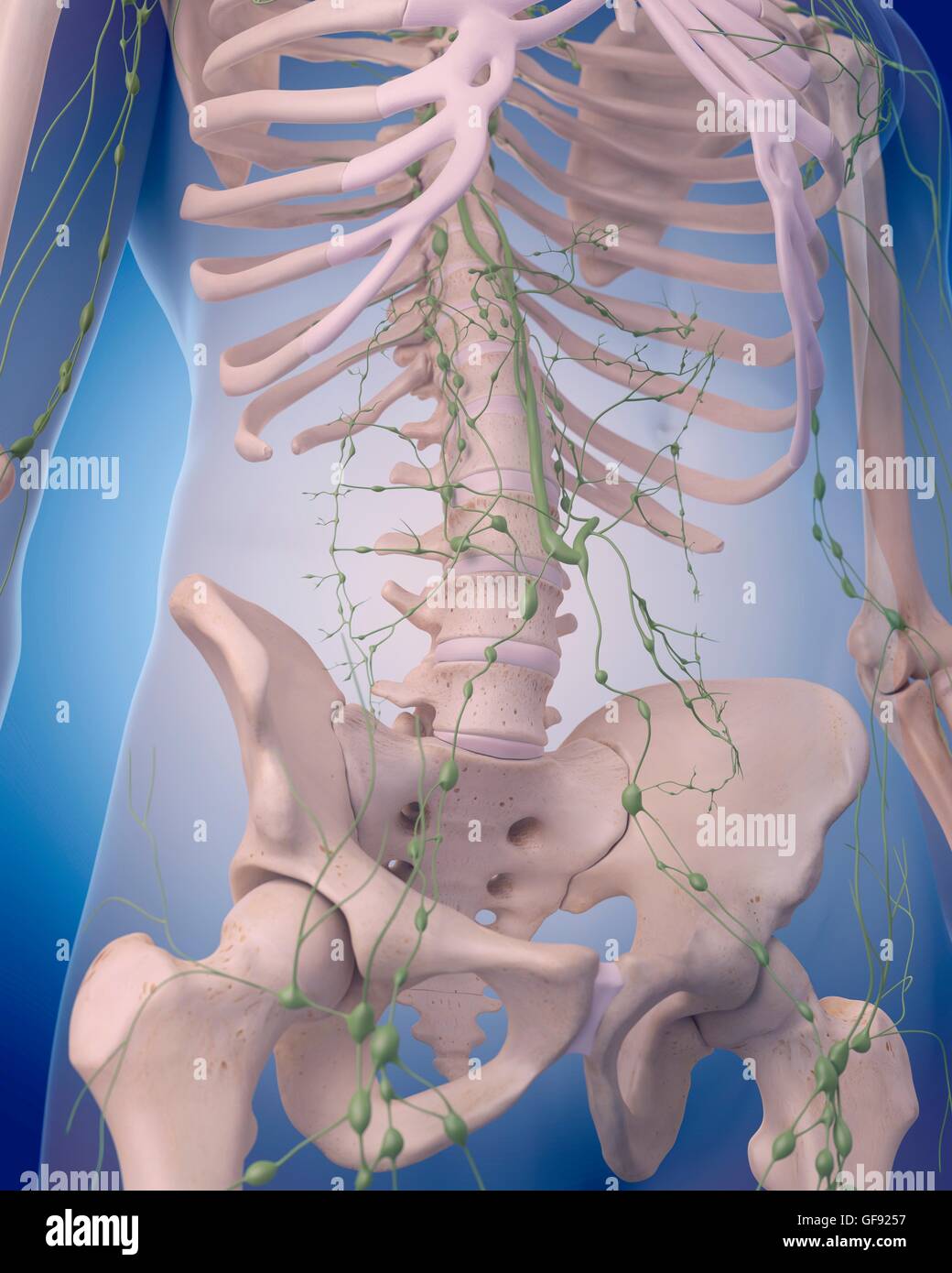 Human lymphatic system, illustration Stock Photo - Alamy