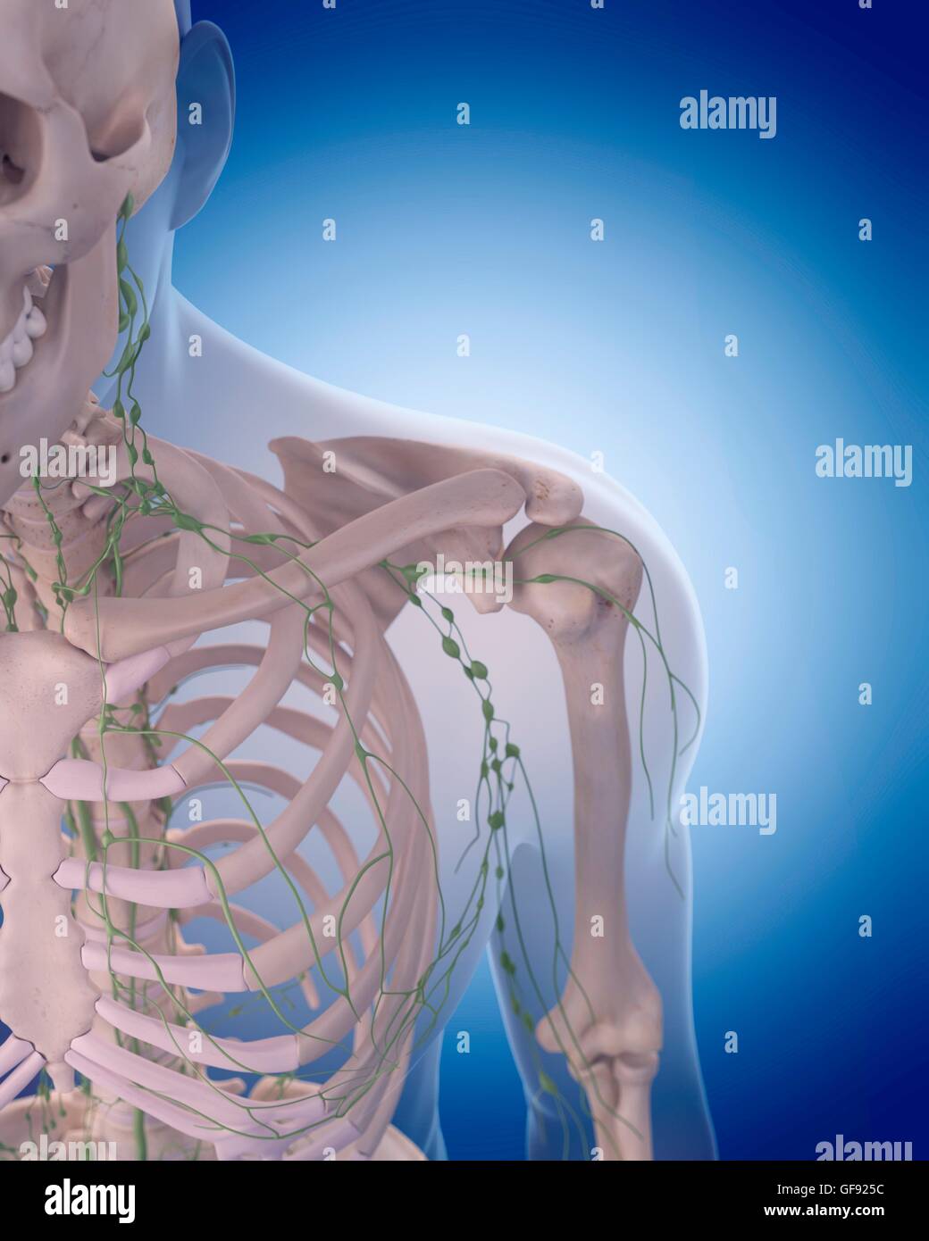 Human lymphatic system, illustration Stock Photo - Alamy