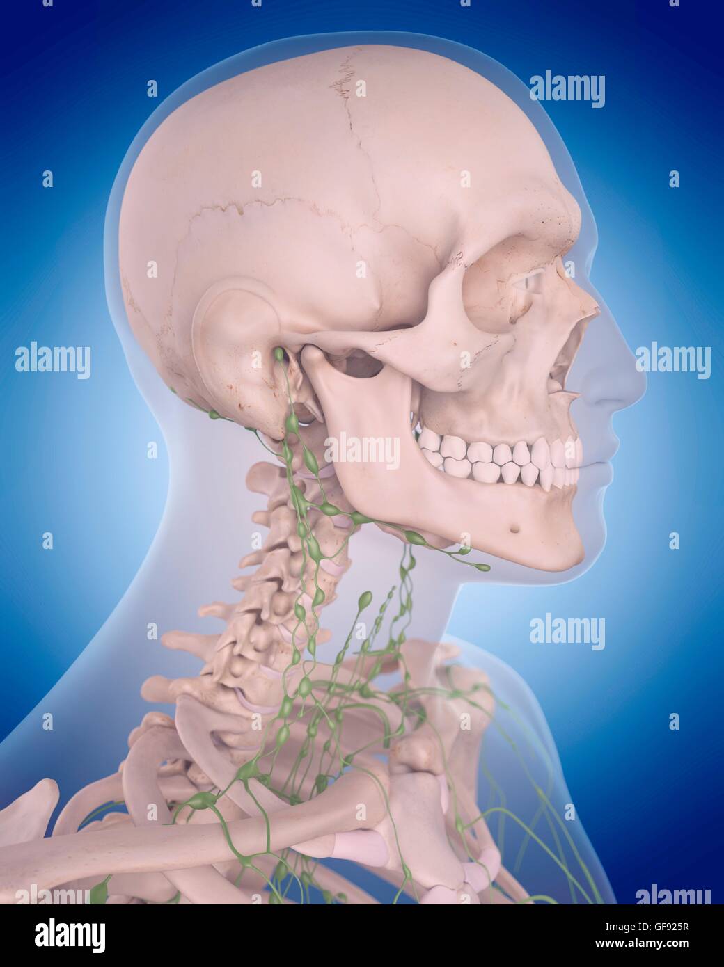 Human neck lymphatic system hi-res stock photography and images - Alamy