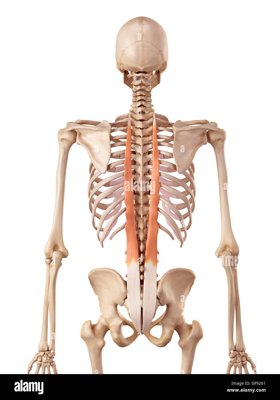 Human back muscles, illustration Stock Photo - Alamy