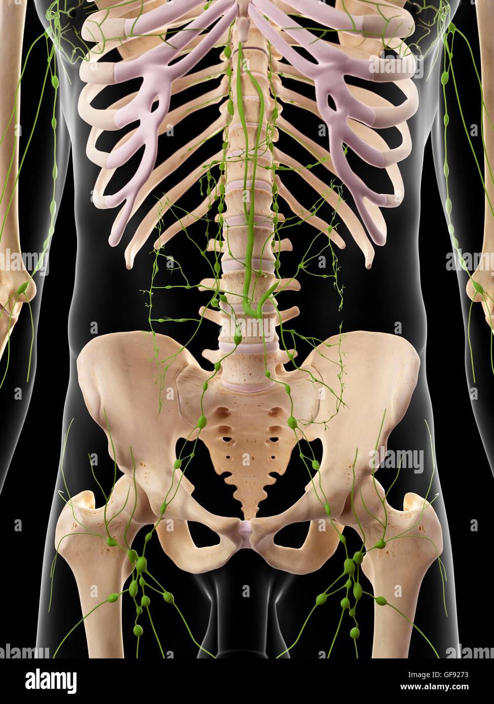 Abdominal lymphatic system hi-res stock photography and images - Alamy