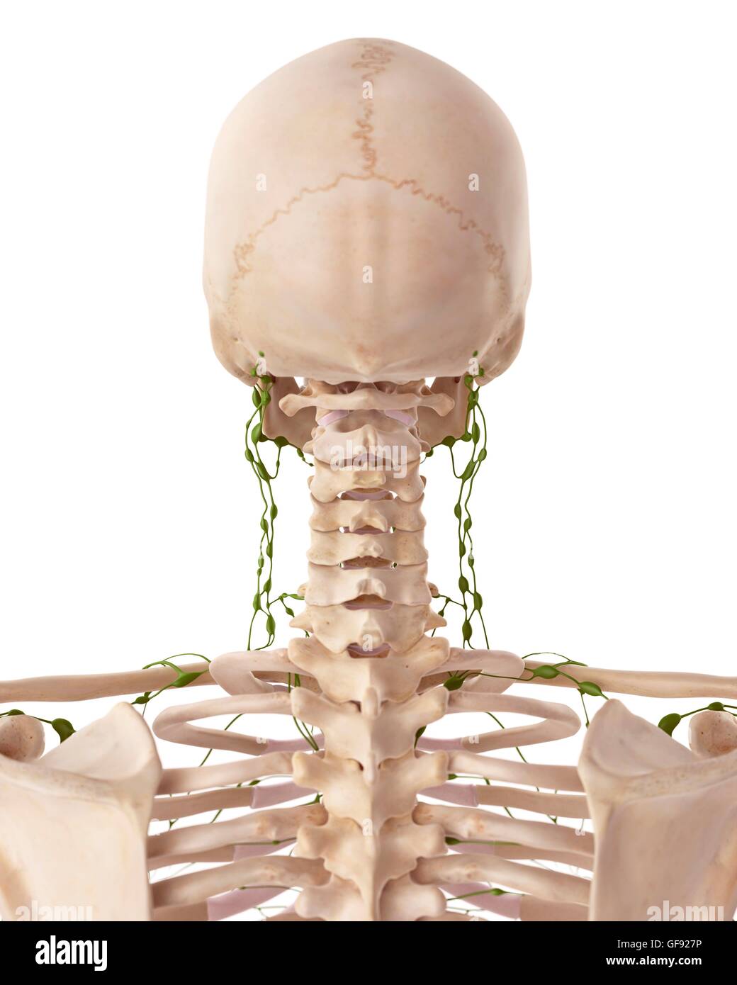Human lymphatic system, illustration Stock Photo - Alamy
