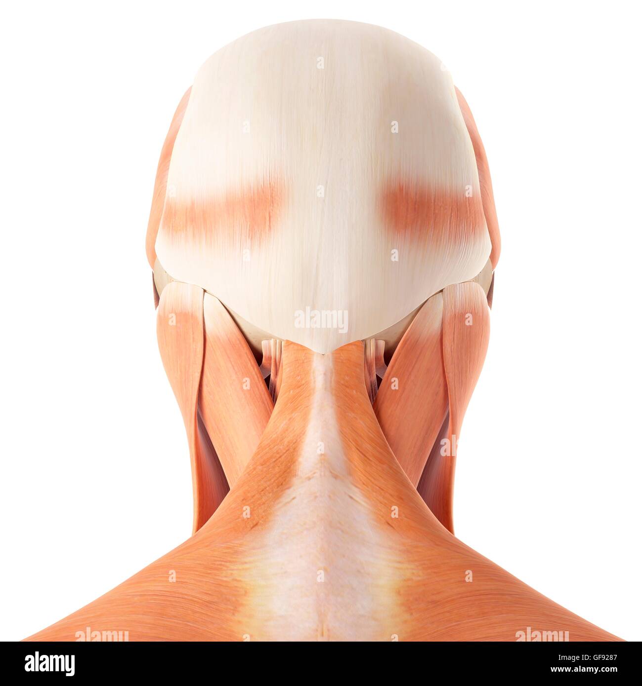 Human head and neck muscles, illustration Stock Photo - Alamy