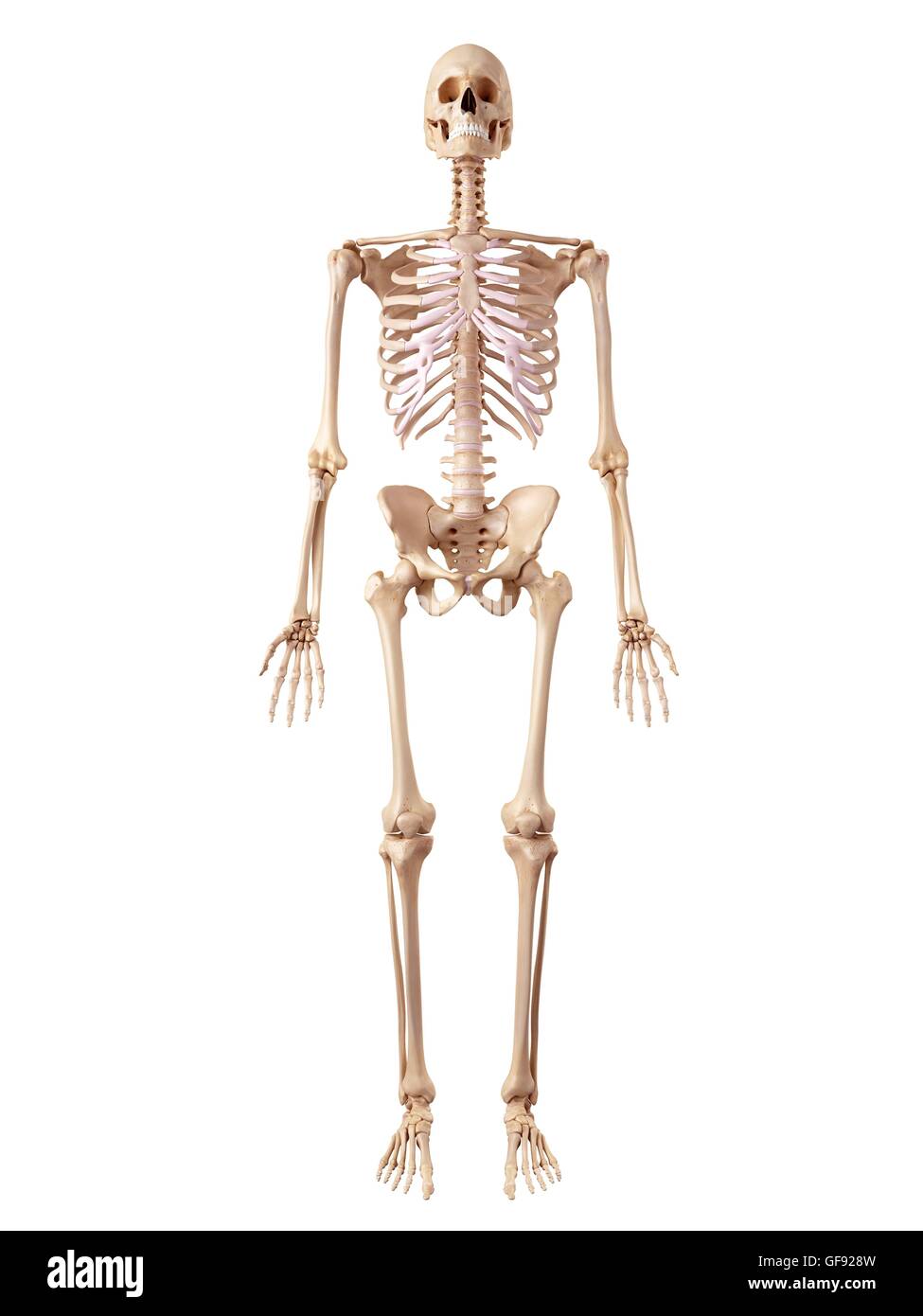 Human skeletal system, illustration Stock Photo - Alamy