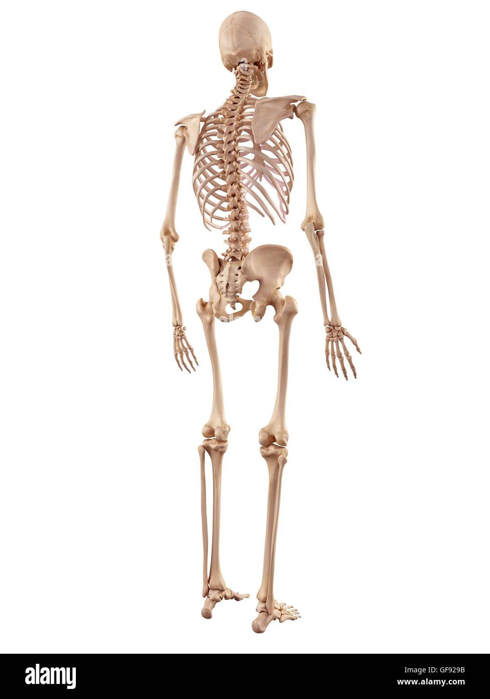 Human skeletal system, illustration Stock Photo - Alamy