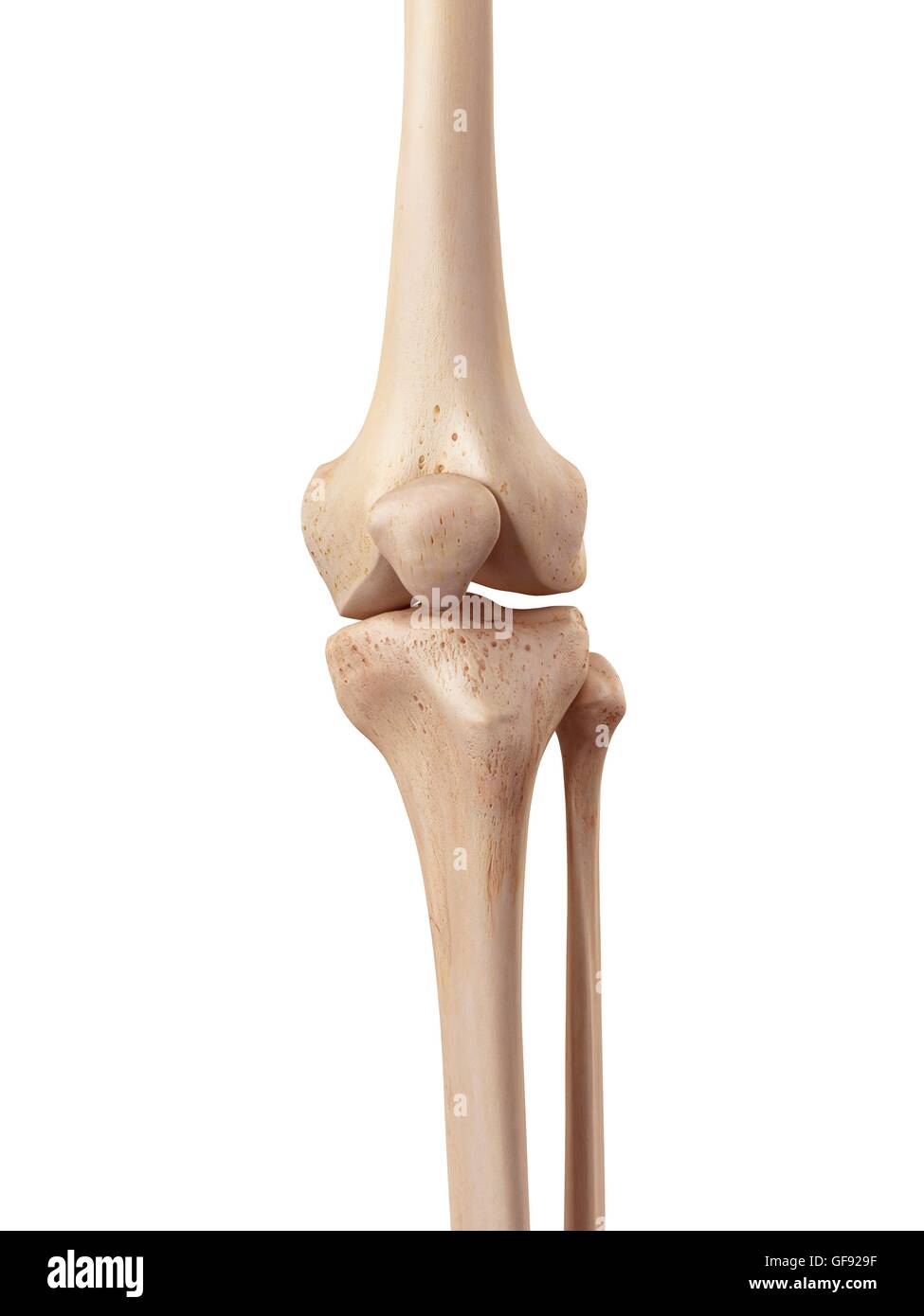 Human knee anatomy, illustration Stock Photo - Alamy
