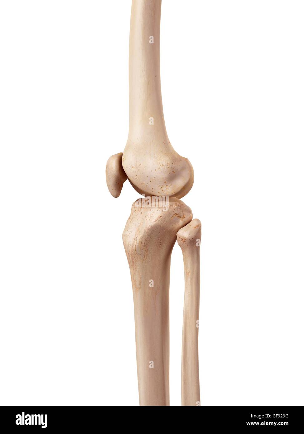 Human knee anatomy, illustration Stock Photo - Alamy