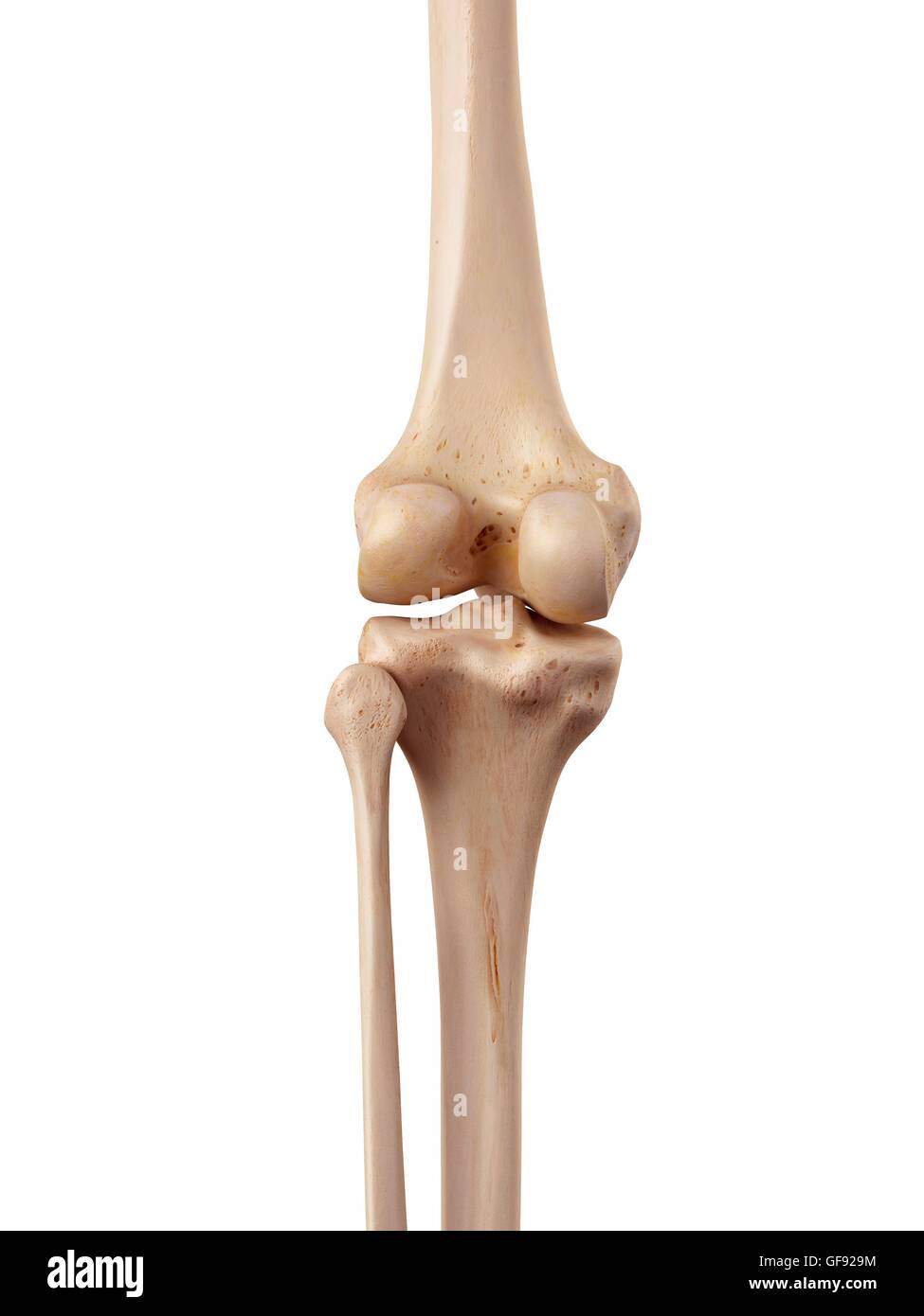 Human knee anatomy, illustration Stock Photo - Alamy