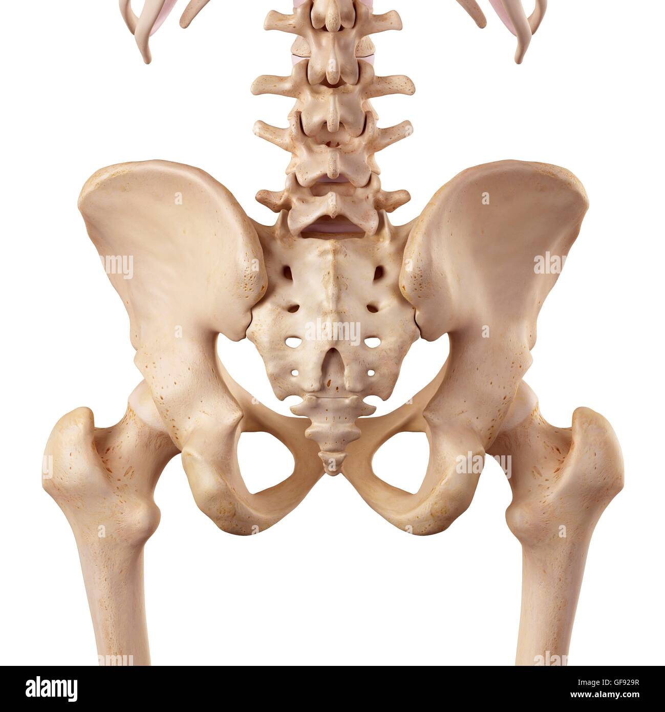 Human hip anatomy, illustration Stock Photo - Alamy