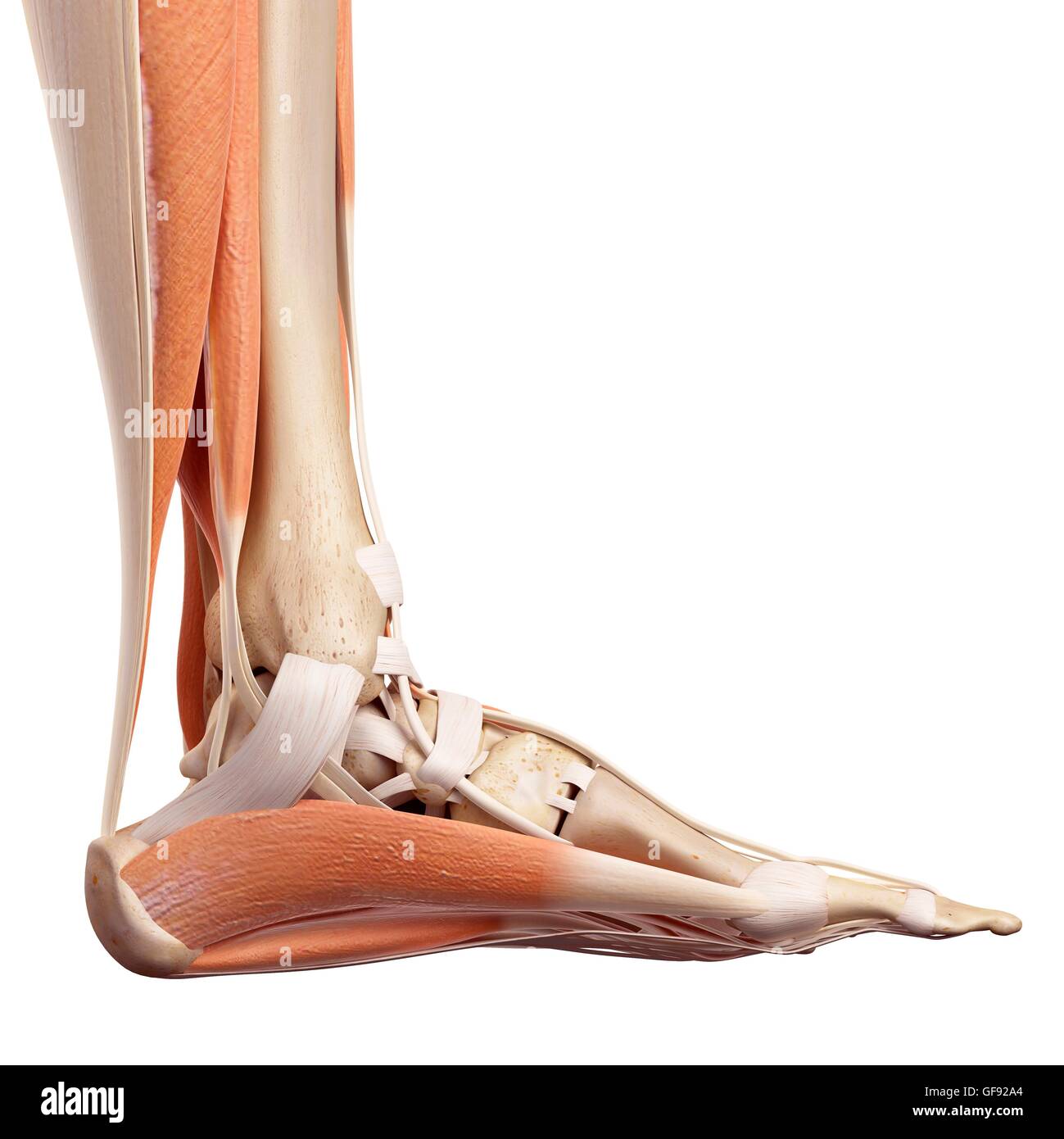 Human foot muscles, illustration Stock Photo - Alamy