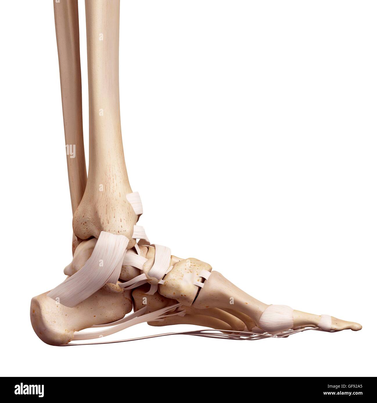 Ligaments human foot illustration Cut Out Stock Images & Pictures - Alamy