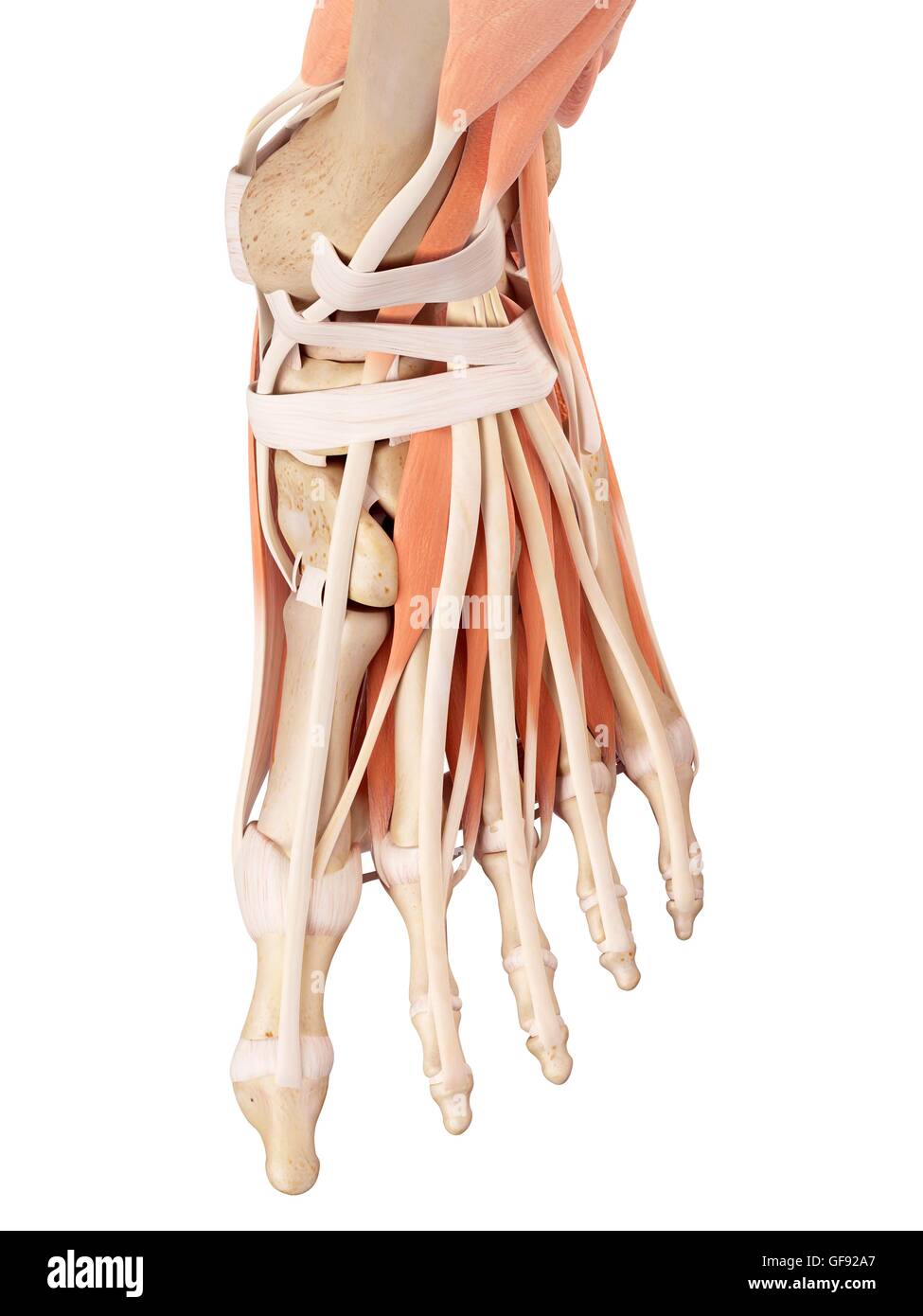 Human foot muscles, illustration Stock Photo - Alamy