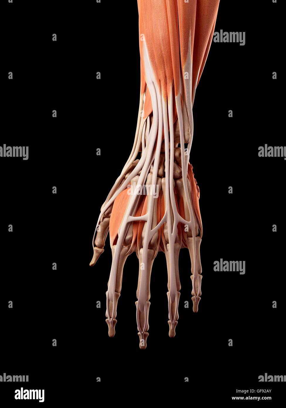 Human hand muscles, illustration Stock Photo - Alamy