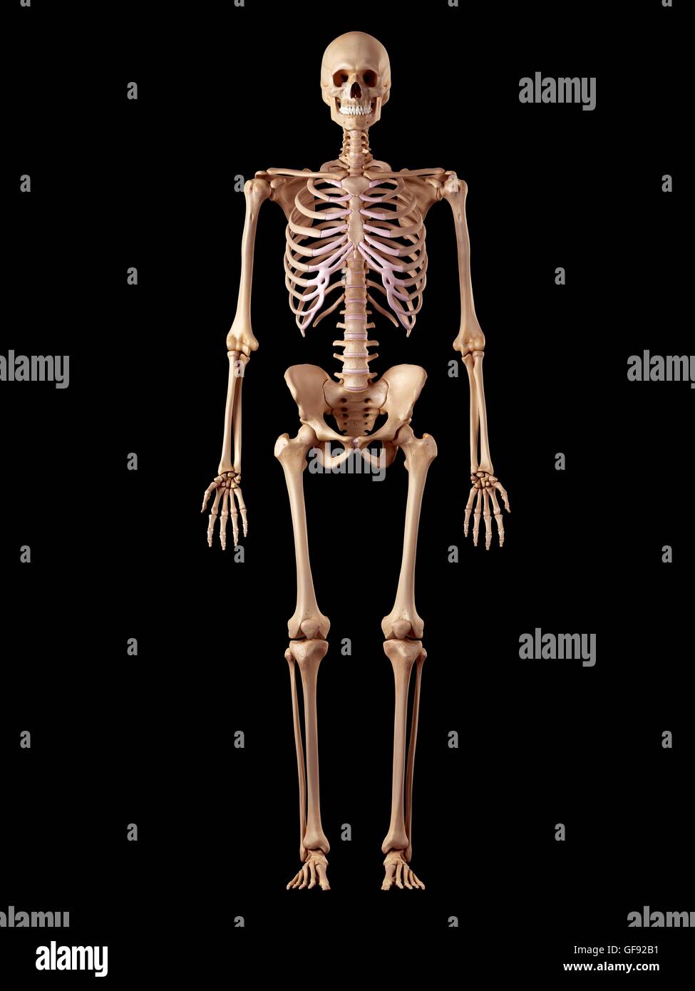 Human skeletal structure, illustration Stock Photo - Alamy
