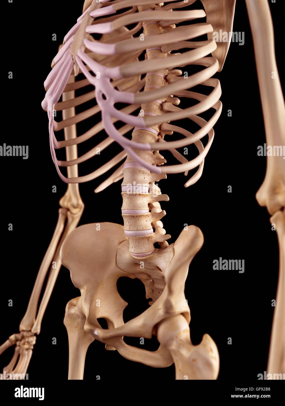Human skeletal structure, illustration Stock Photo - Alamy