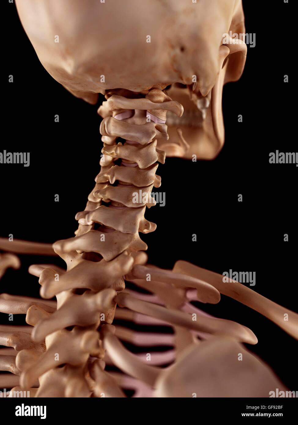 Human cervical spine, illustration Stock Photo - Alamy