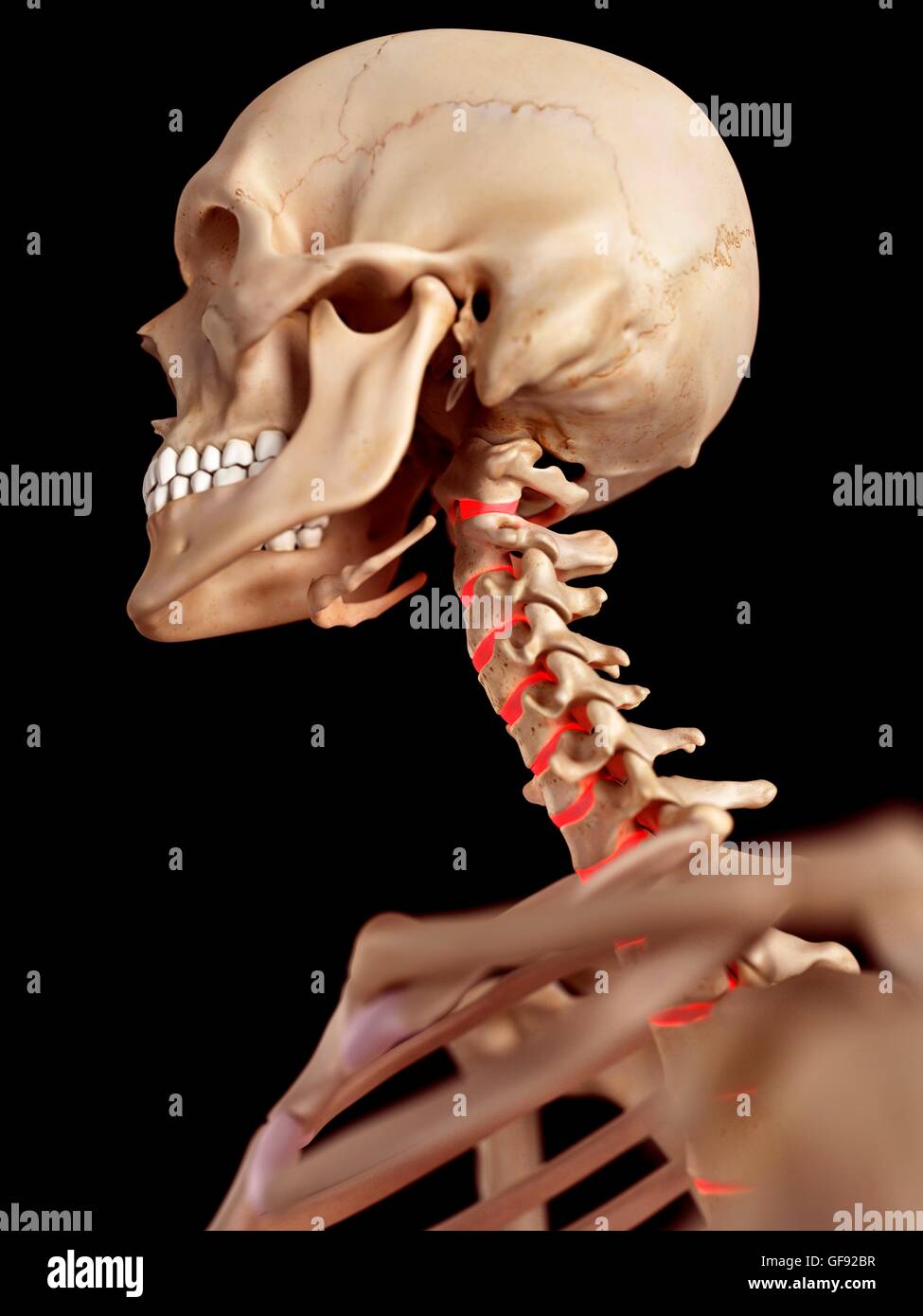 Human neck anatomy, illustration Stock Photo - Alamy