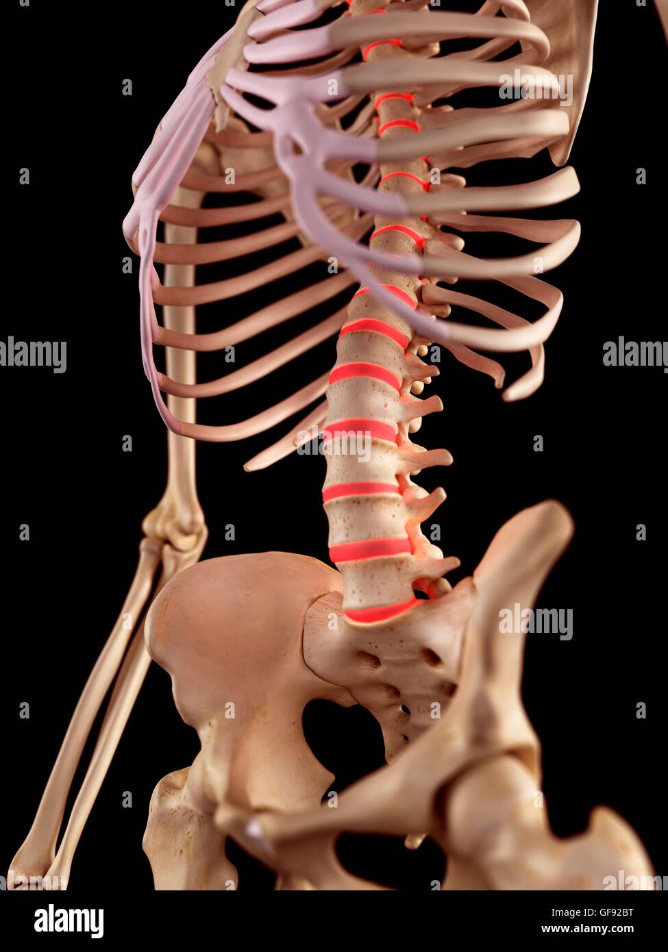 Human spine anatomy, illustration Stock Photo - Alamy
