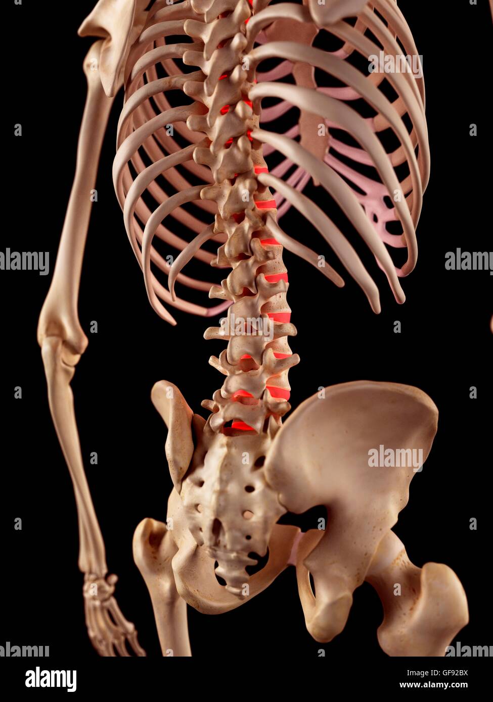 Human spine anatomy, illustration Stock Photo - Alamy