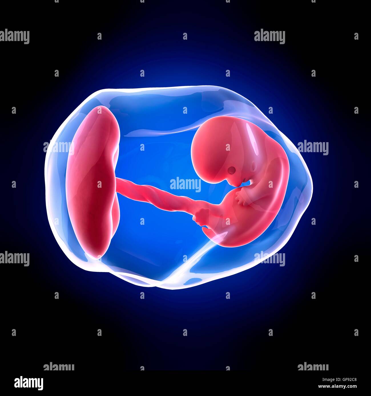 Human embryo age 8 weeks, illustration Stock Photo - Alamy