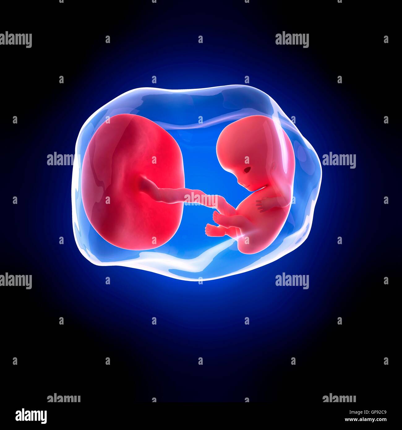 Human Embryo 9 Weeks