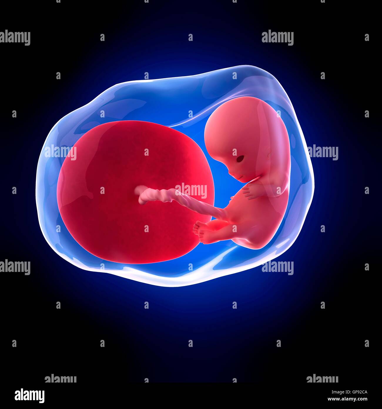 Fetus at 3 weeks hi-res stock photography and images - Alamy