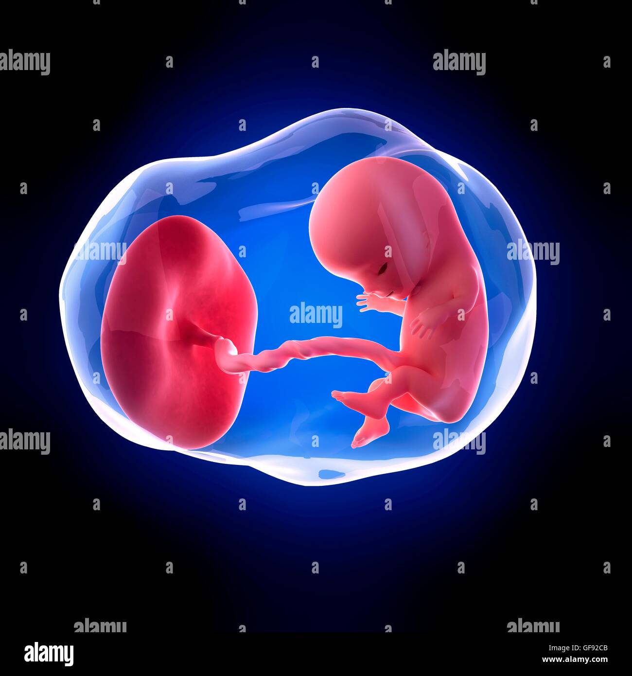Human fetus age 11 weeks, illustration Stock Photo - Alamy