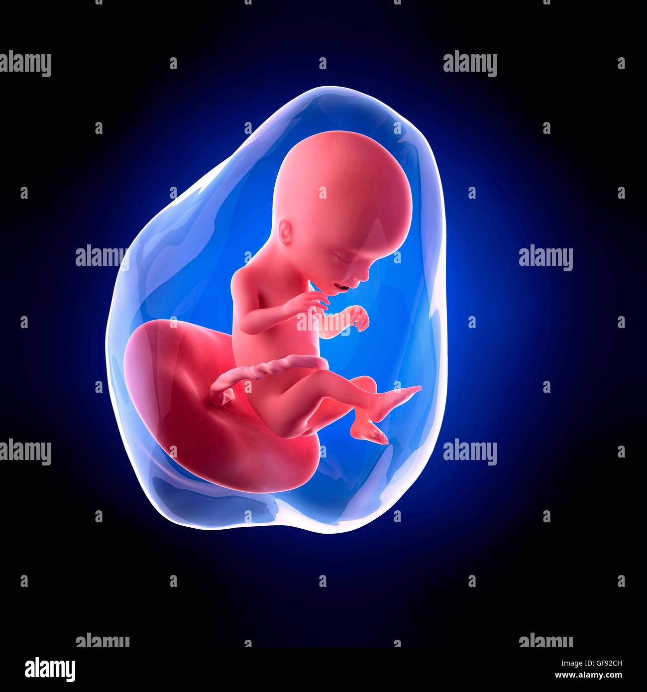 Human fetus age 17 weeks, illustration Stock Photo - Alamy