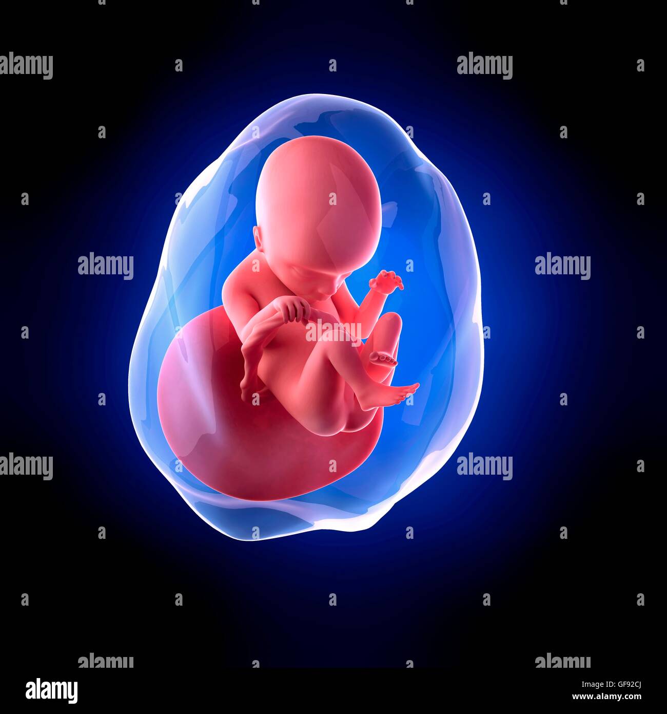 Human fetus age 18 weeks, illustration Stock Photo - Alamy