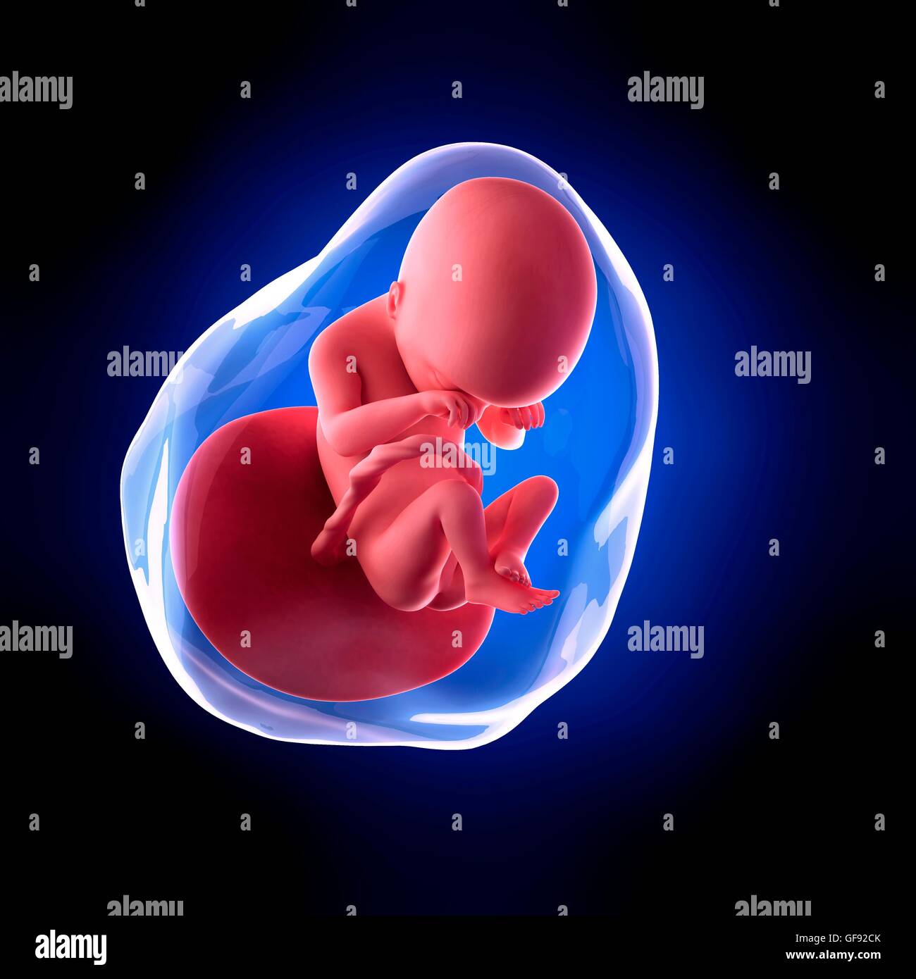 Fetus at 19 weeks hi-res stock photography and images - Alamy