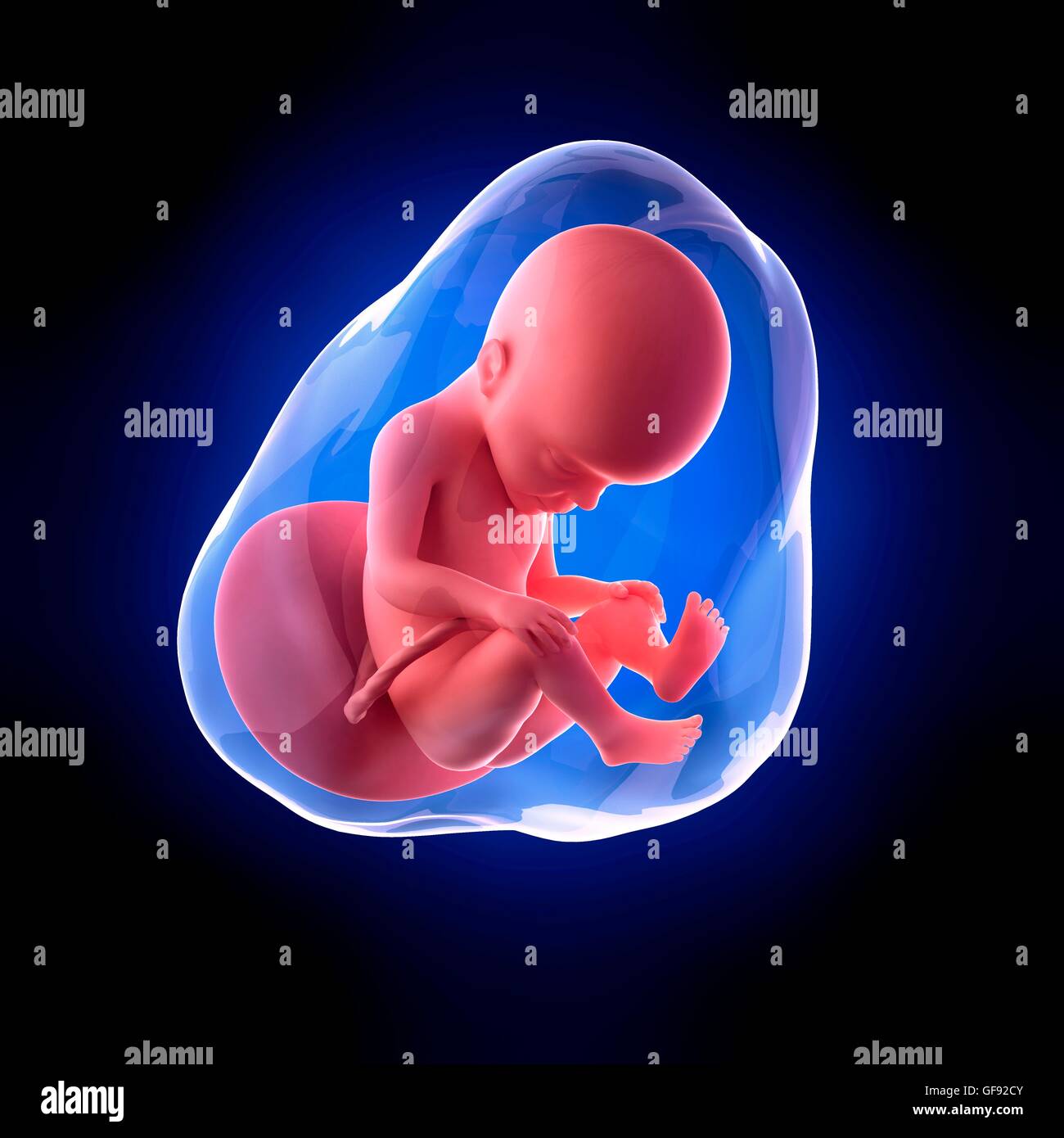 Human fetus age 27 weeks hi-res stock photography and images - Alamy