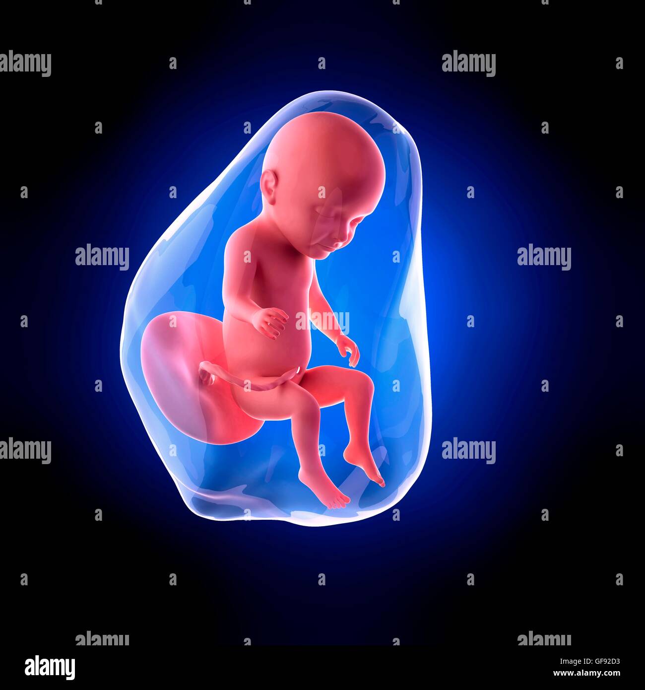 Human fetus age 31 weeks, illustration Stock Photo - Alamy