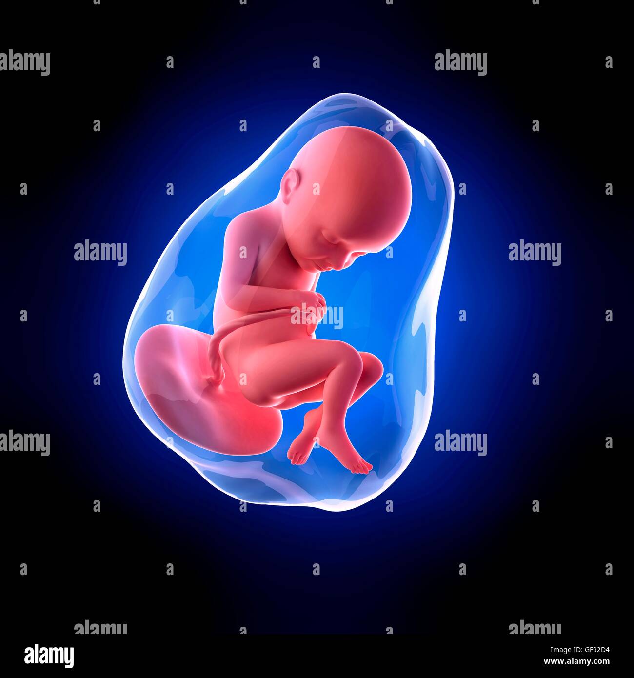 Human fetus age 32 weeks, illustration Stock Photo - Alamy