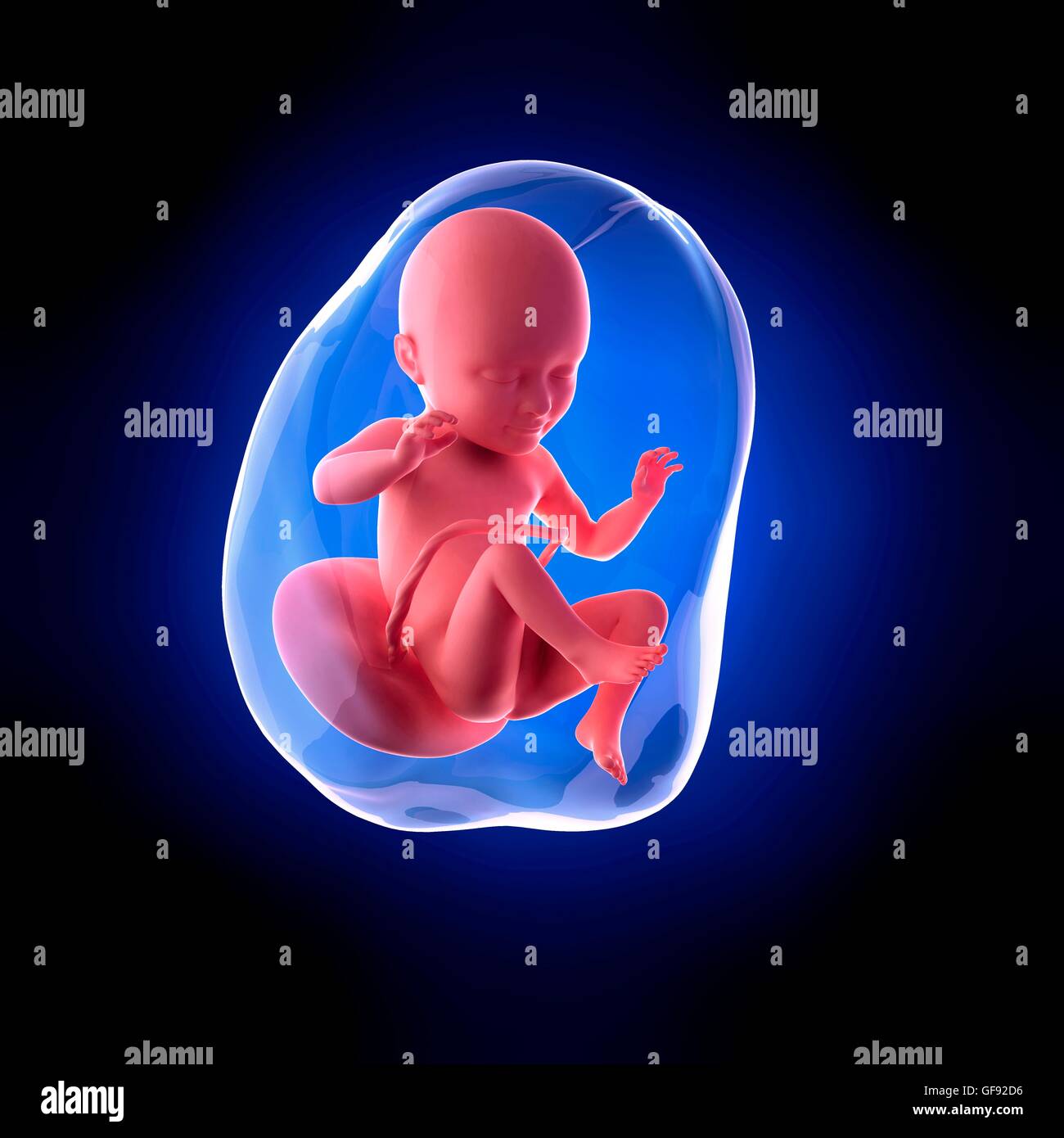 Human fetus weeks hi-res stock photography and images - Alamy