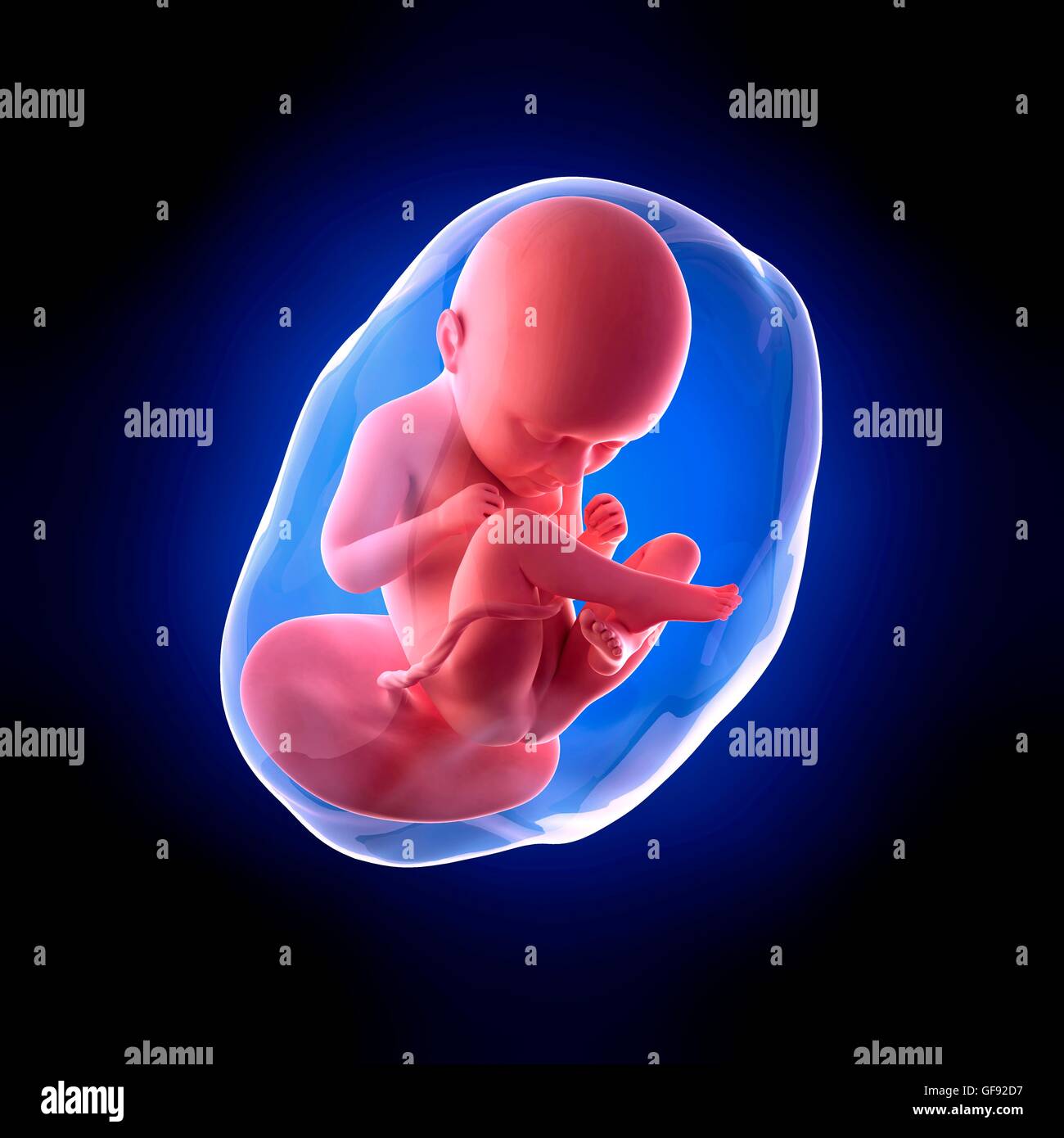 Human fetus age 35 weeks hi-res stock photography and images - Alamy