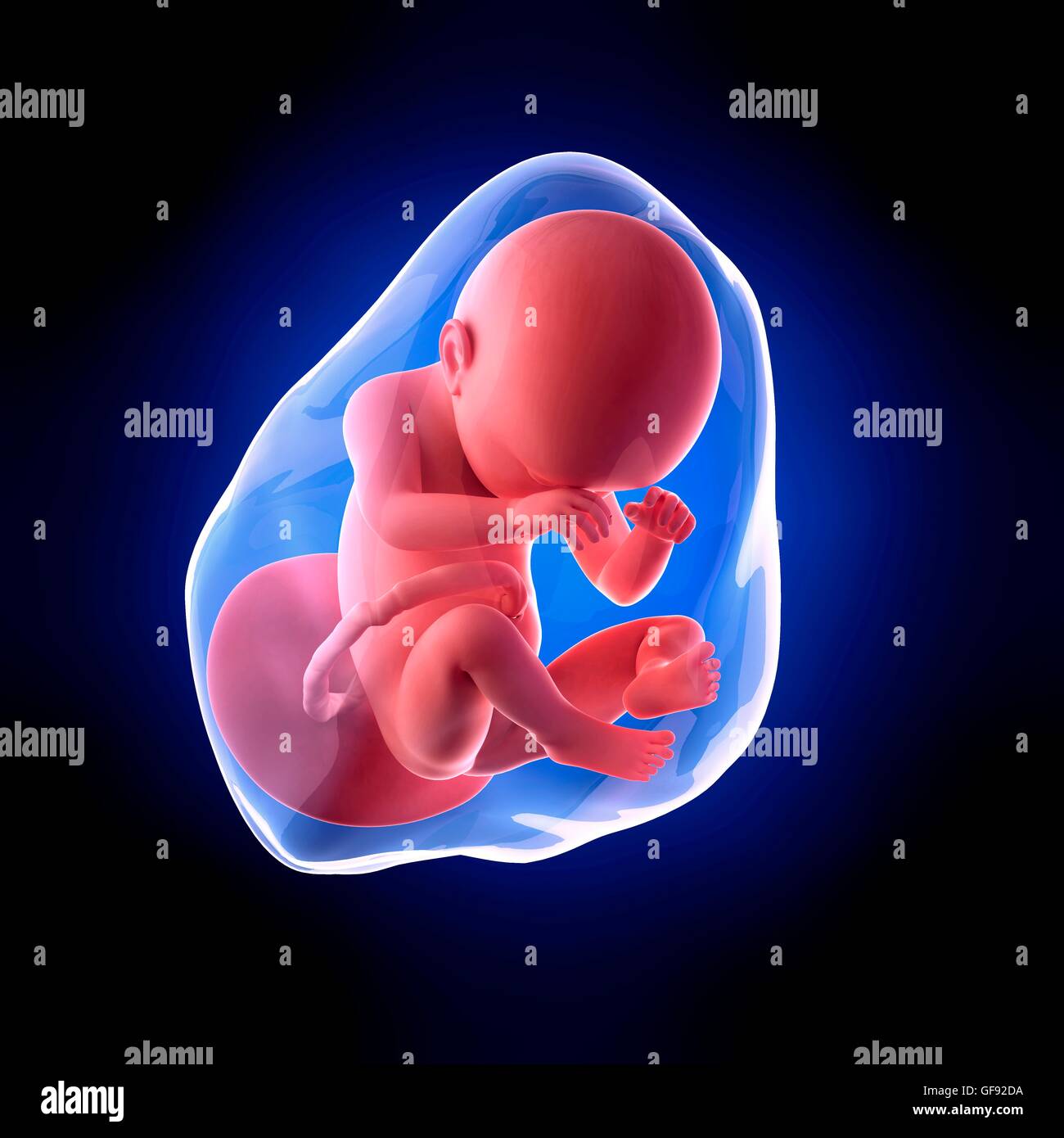 Human fetus development 3 hi-res stock photography and images - Alamy